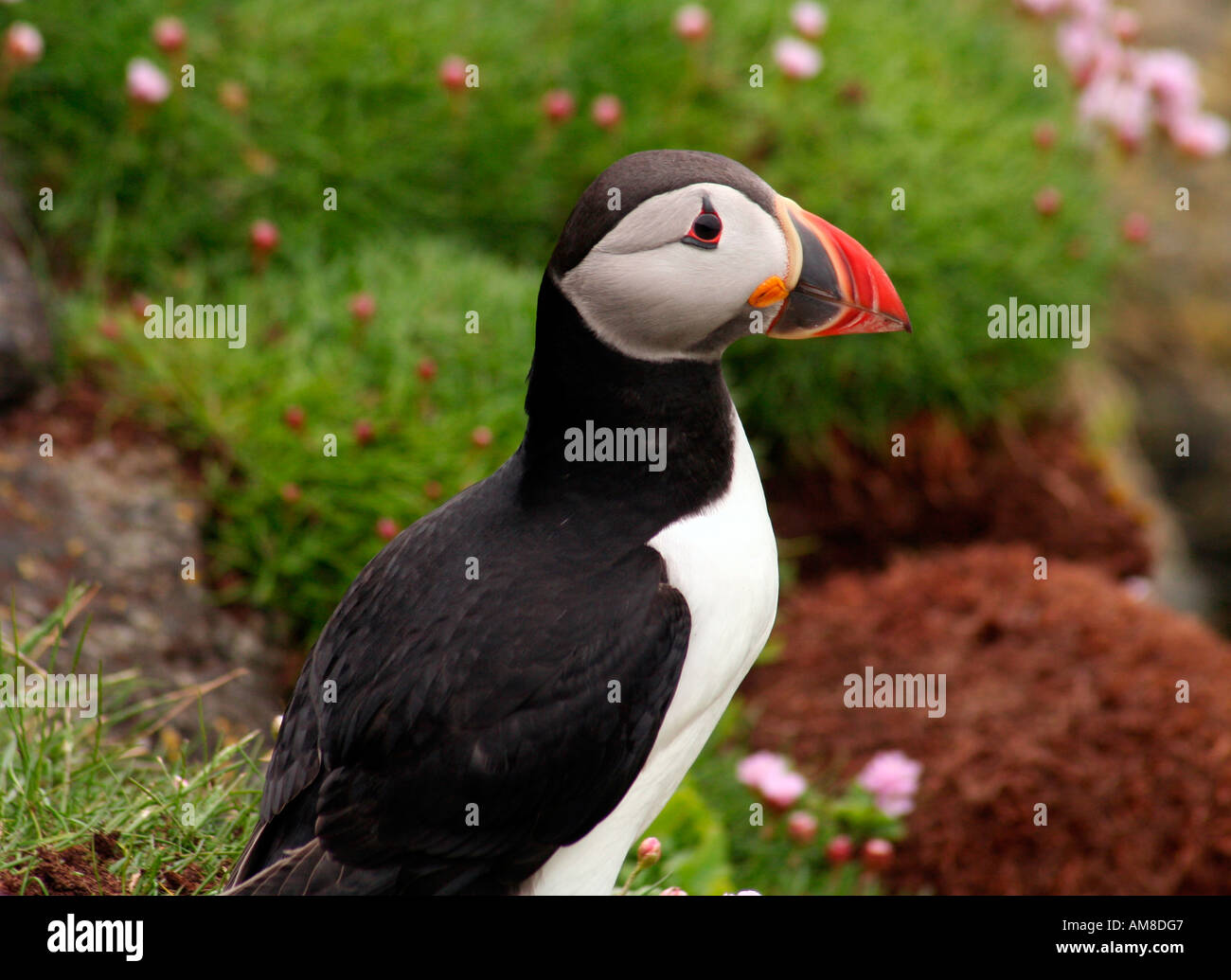 Puffin, Fratercula arctica, Lunga, Treshnish Isles near Mull, West ...