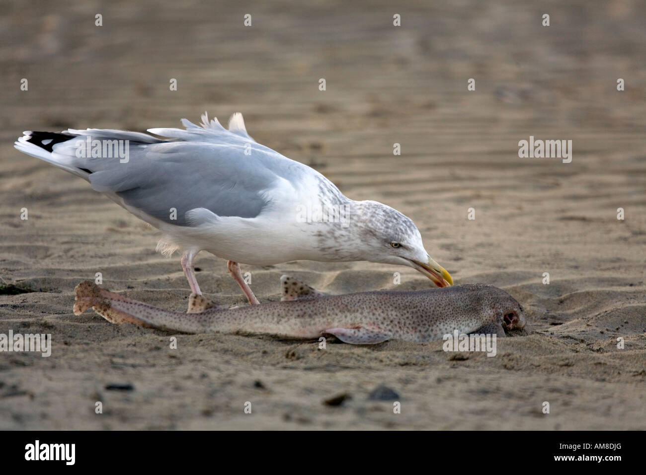 herring gull Larus argentatus eating a dogfish cornwall winter Stock ...