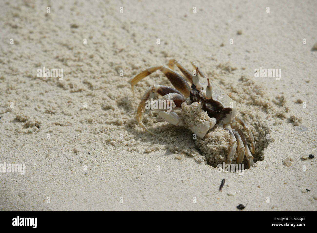 Sand crab digging a hole Stock Photo - Alamy