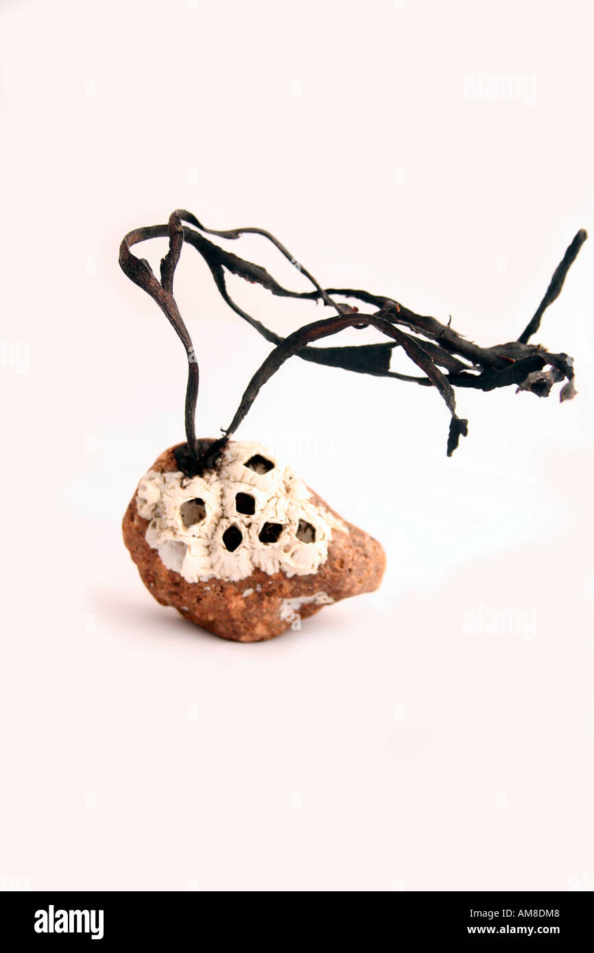 Rock with seaweed, still life Stock Photo - Alamy
