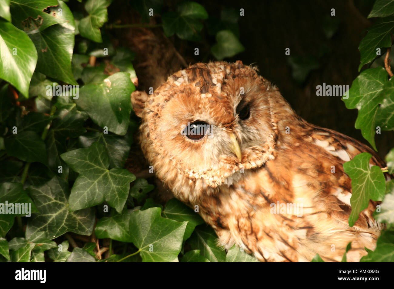 Tawny Owl - Strix aluco Stock Photo - Alamy