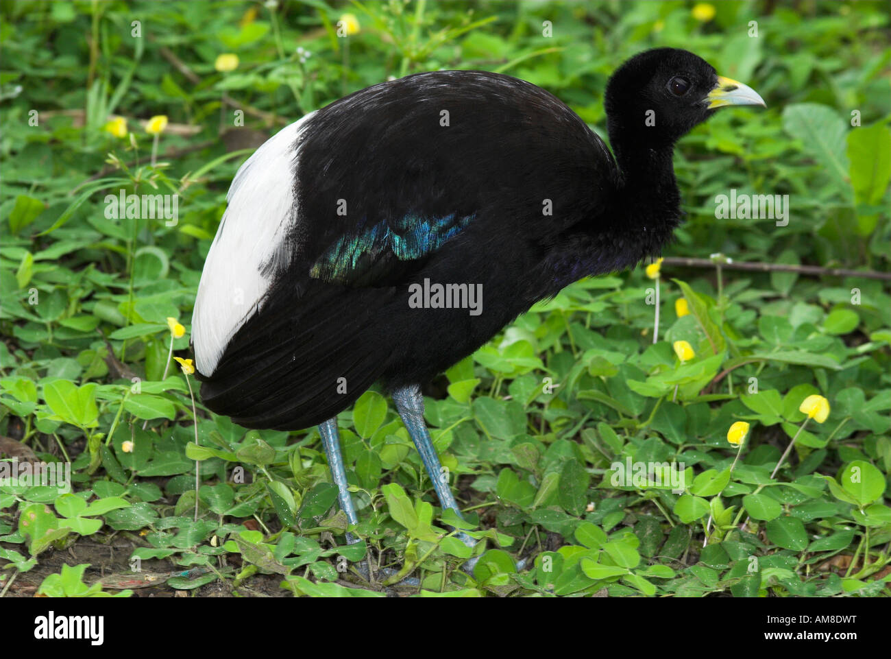 Grey Winged Trumpeter Psophia crepitans Boca Manu Peru Stock Photo - Alamy