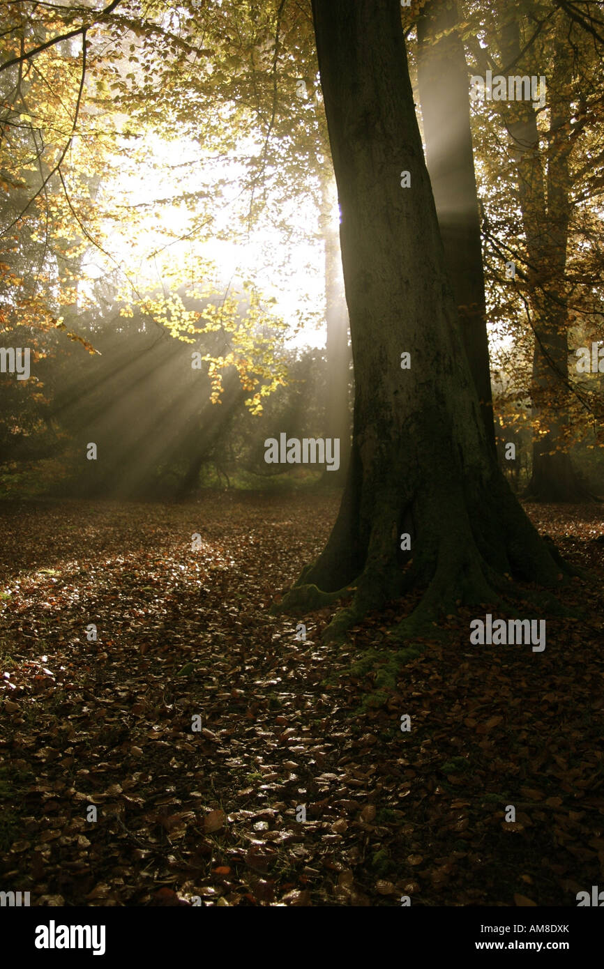 Autumn sun rays in England landscape Stock Photo - Alamy