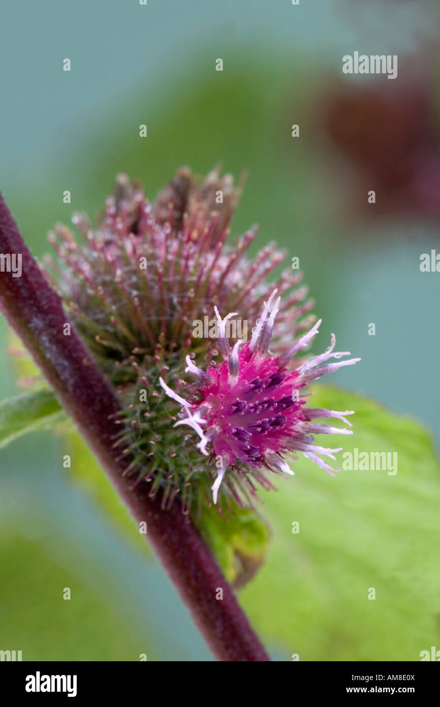 lesser burdock Arctium minus in flower Stock Photo - Alamy