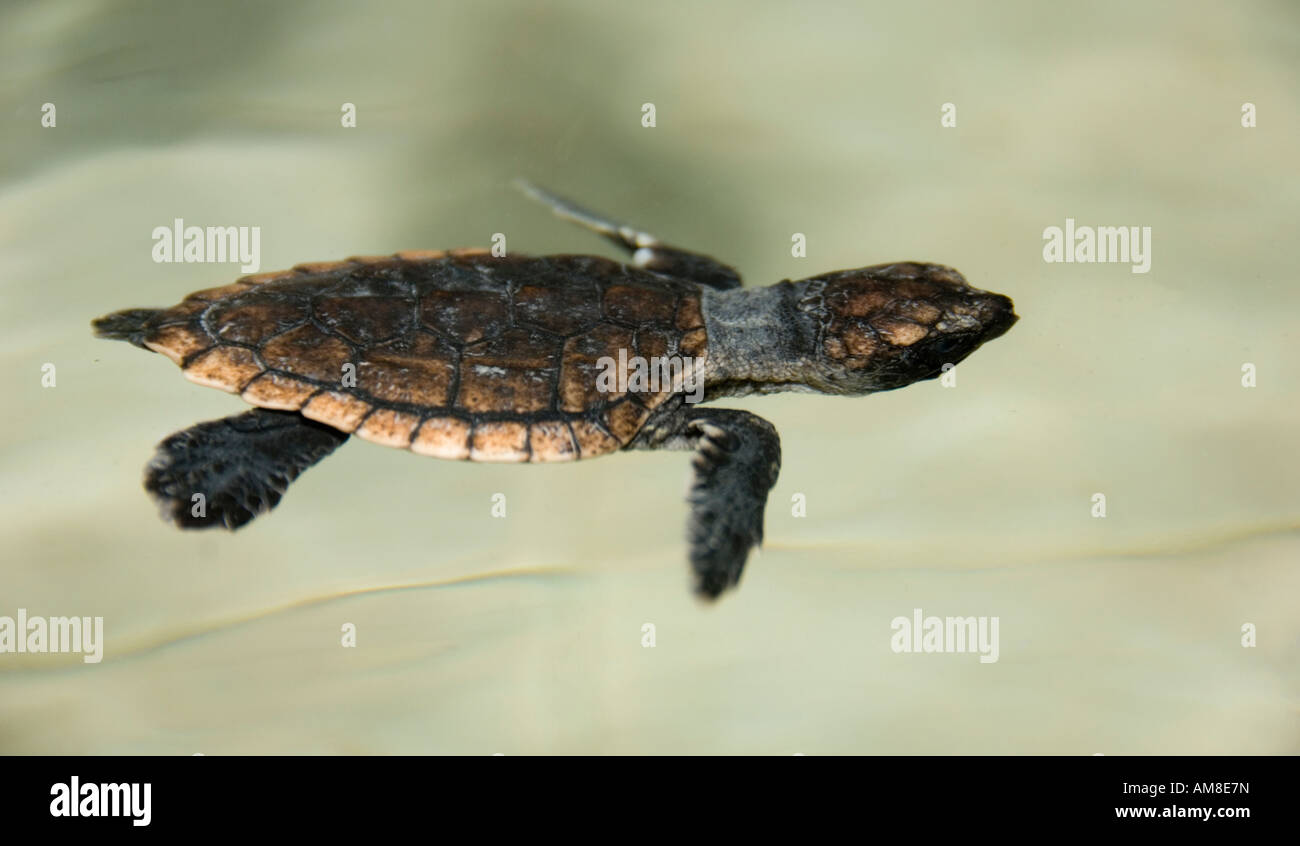 Cute baby sea turtle swimming hi-res stock photography and images - Alamy