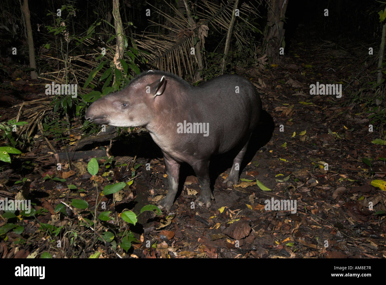 Brazilian Tapir Tapirus terrestris Manu Peru Stock Photo - Alamy
