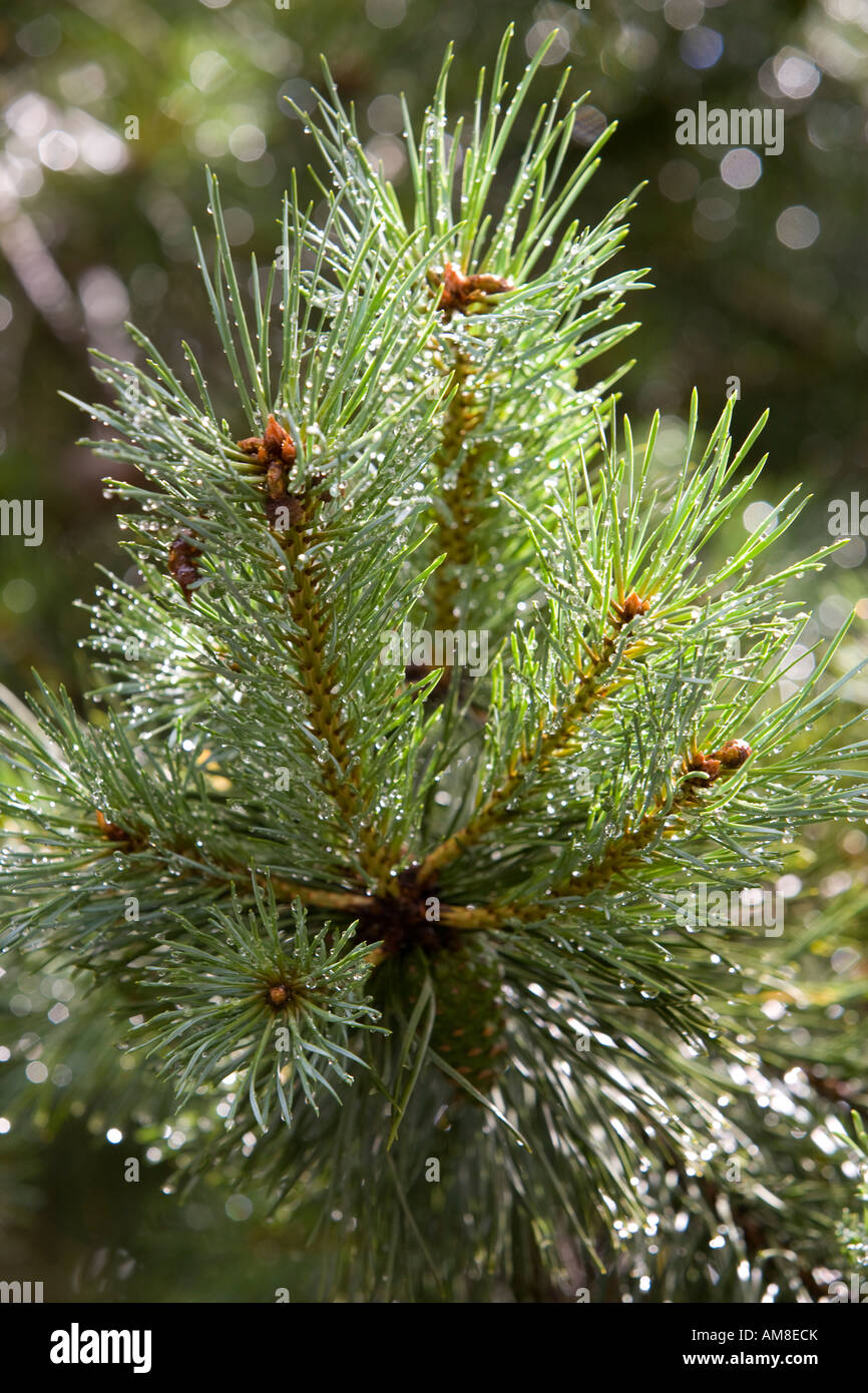 Dewy Scots Pine Tree, Scotland, UK Stock Photo - Alamy