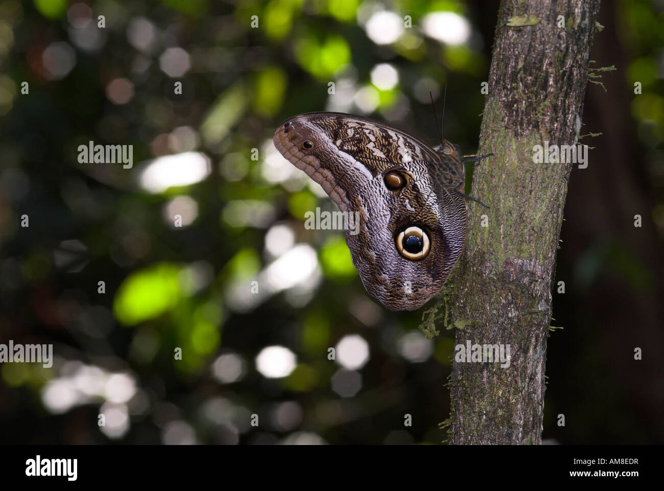 Teucer Giant Owl Butterfly Caligo teucer Iquitos Peru Stock Photo - Alamy