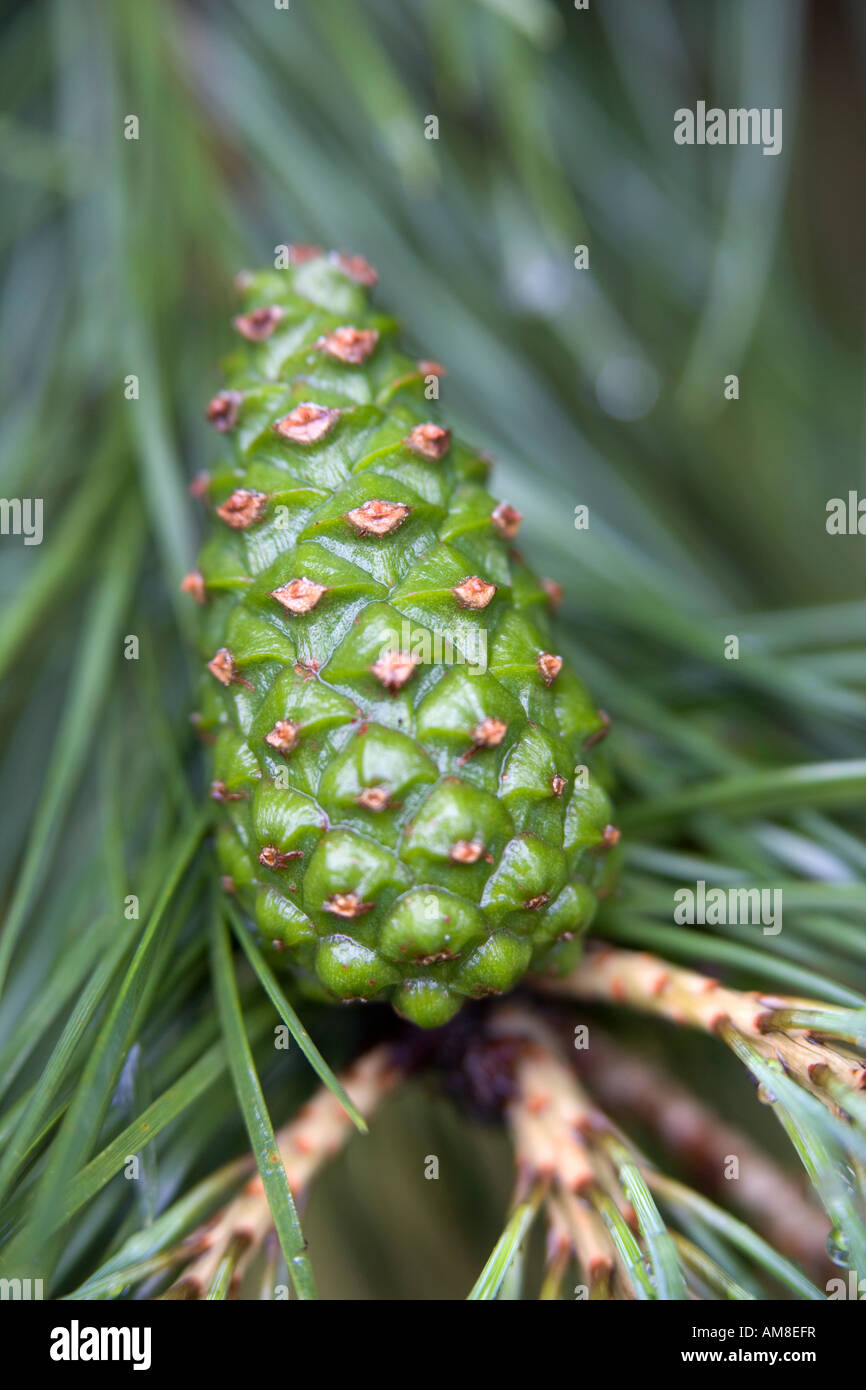 Close-Up Of Young Scots Pine Cone, Scotland, UK Stock Photo - Alamy