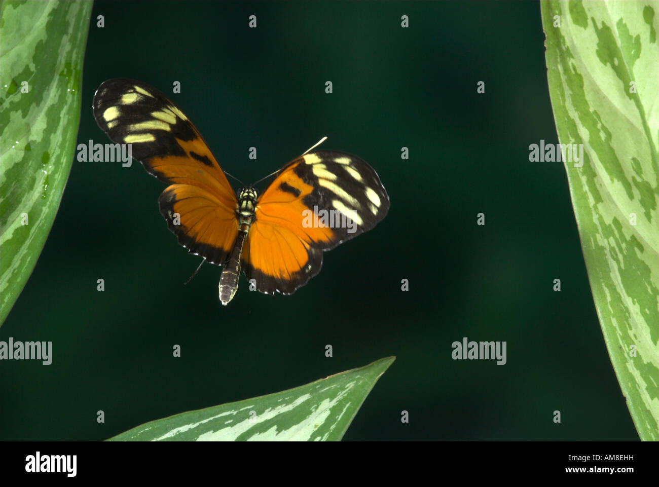 Ismenius Tiger Butterfly Butterfly Heliconius ismenius in flight Costa ...