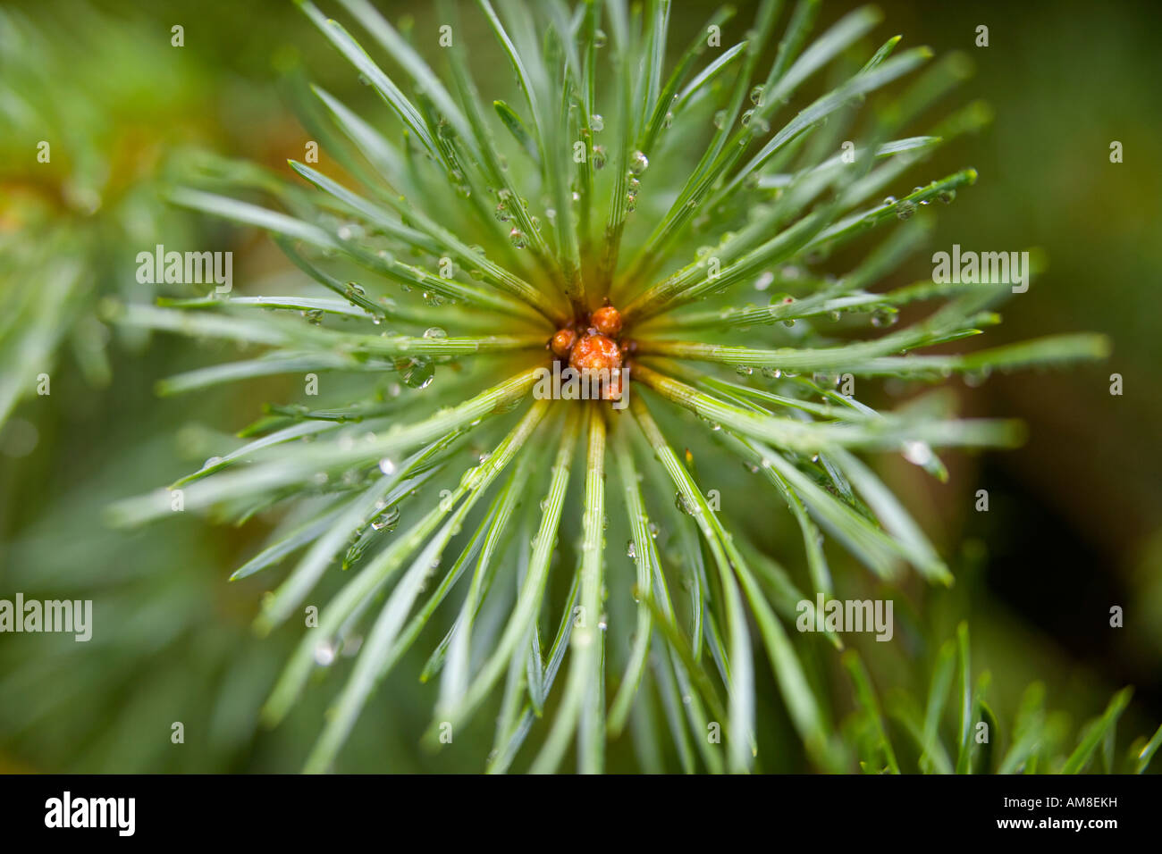 Dewy pine hi-res stock photography and images - Alamy