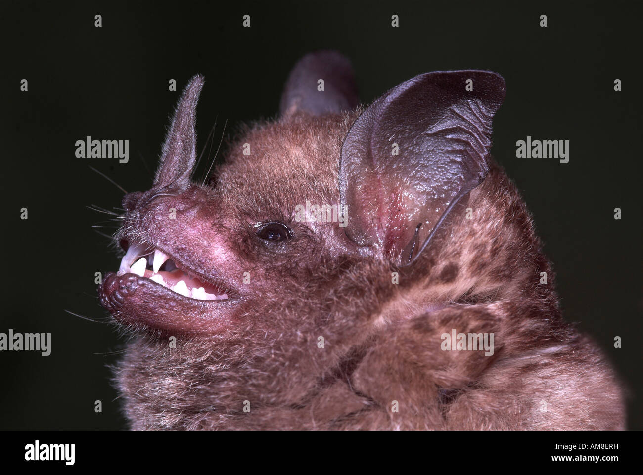 Bat nose hi-res stock photography and images - Alamy
