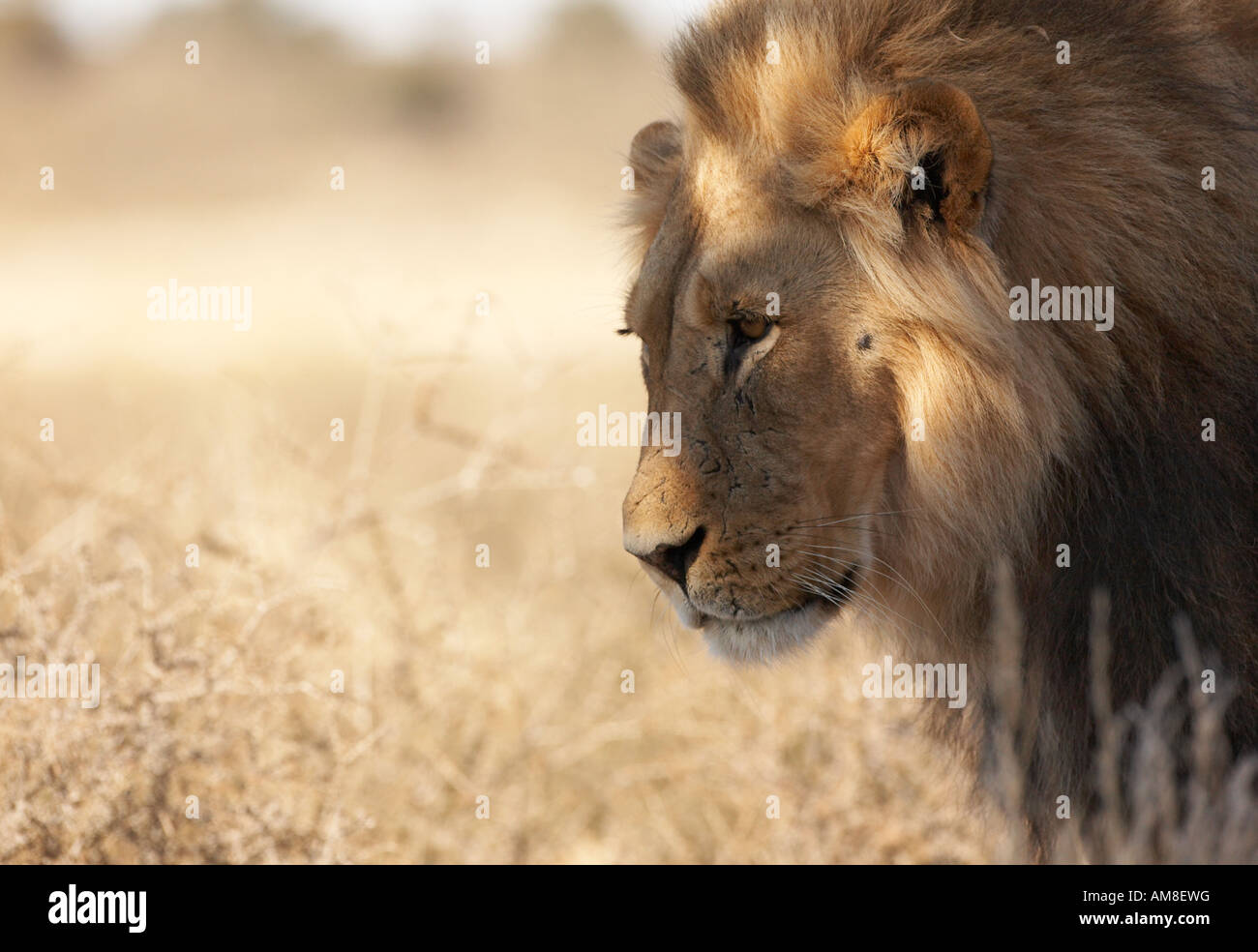 Male Lion (Panthera leo) stalking through grass Stock Photo - Alamy