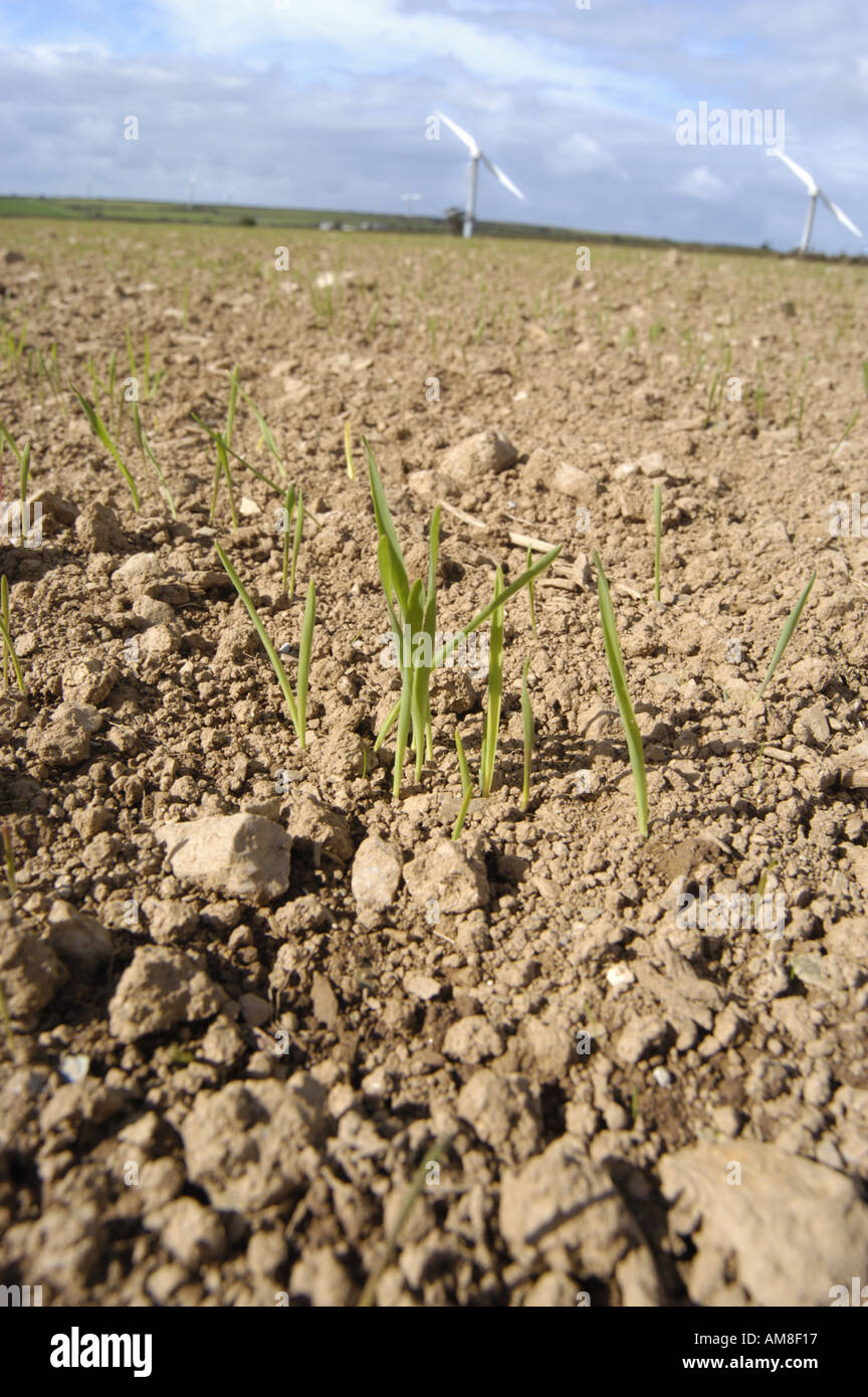 Sprouting crops hi-res stock photography and images - Alamy