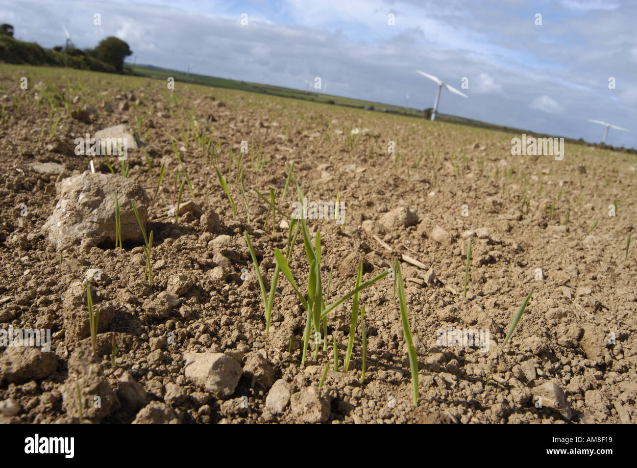 Sprouting crops hi-res stock photography and images - Alamy