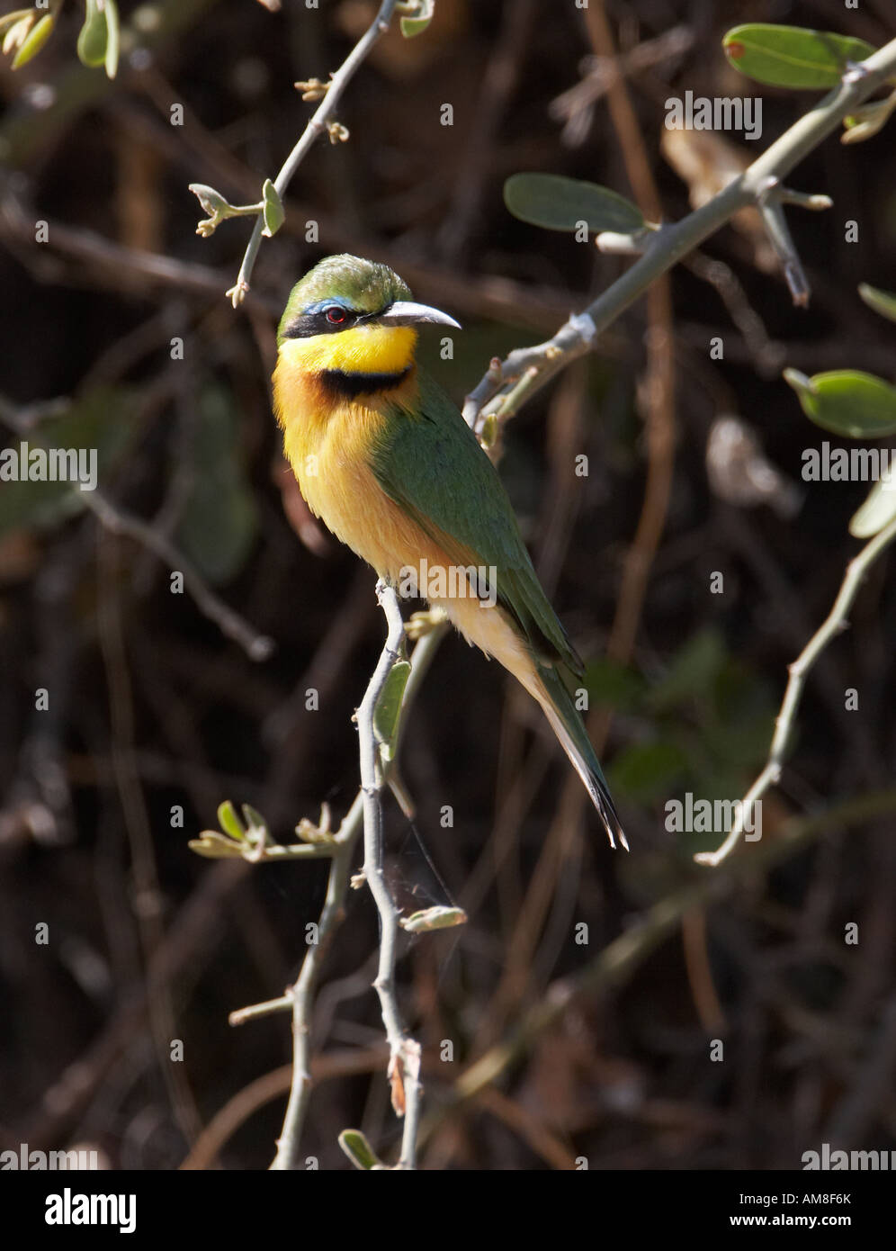 Little Bee-eater (Merops pusillus Stock Photo - Alamy