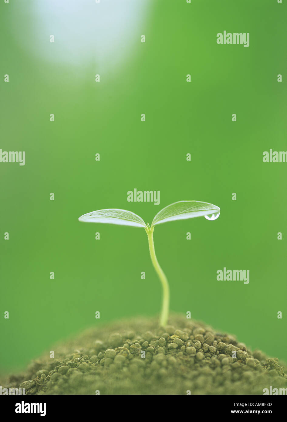 Water drop from sprout Stock Photo - Alamy