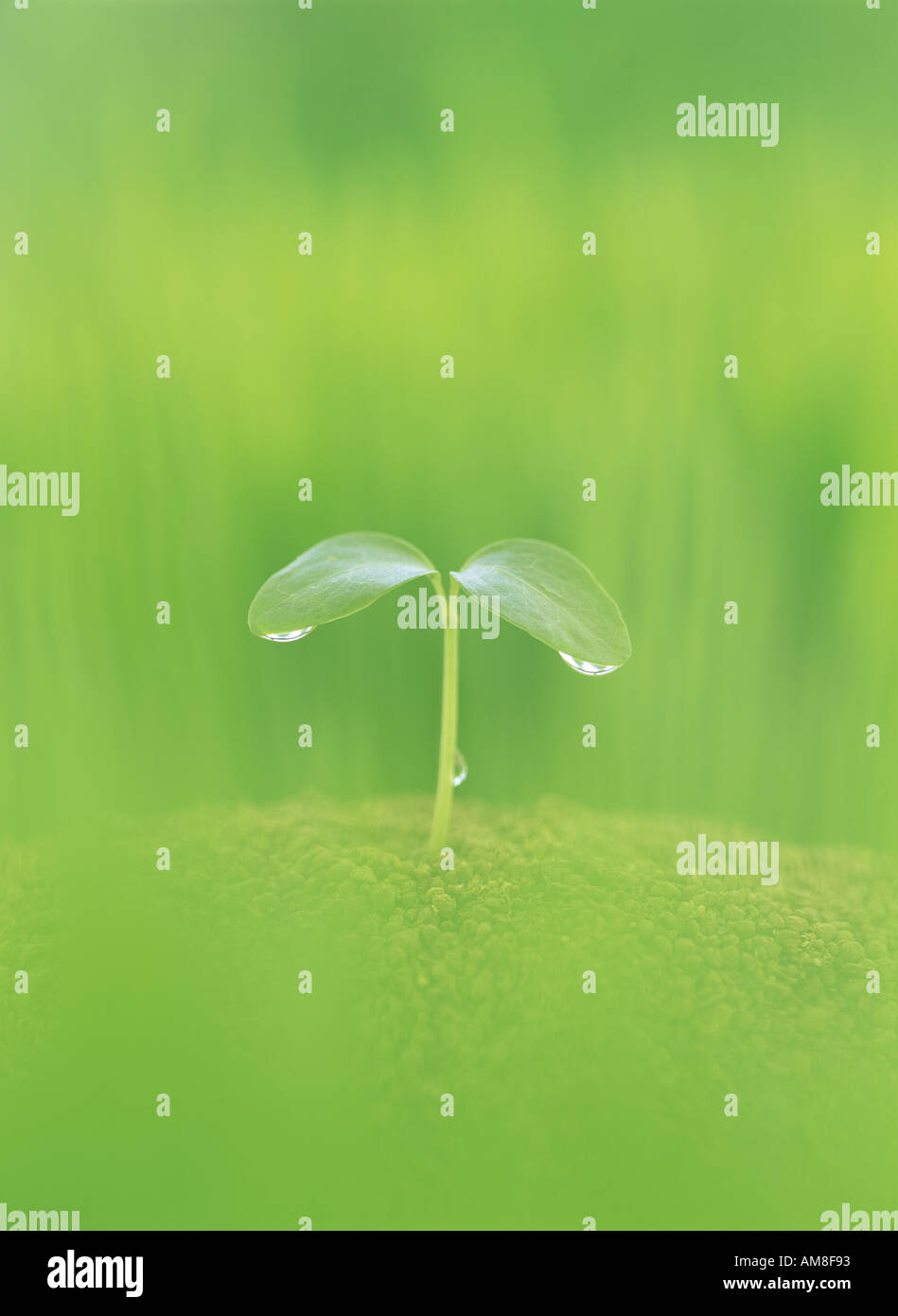 Water drop from sprout Stock Photo - Alamy