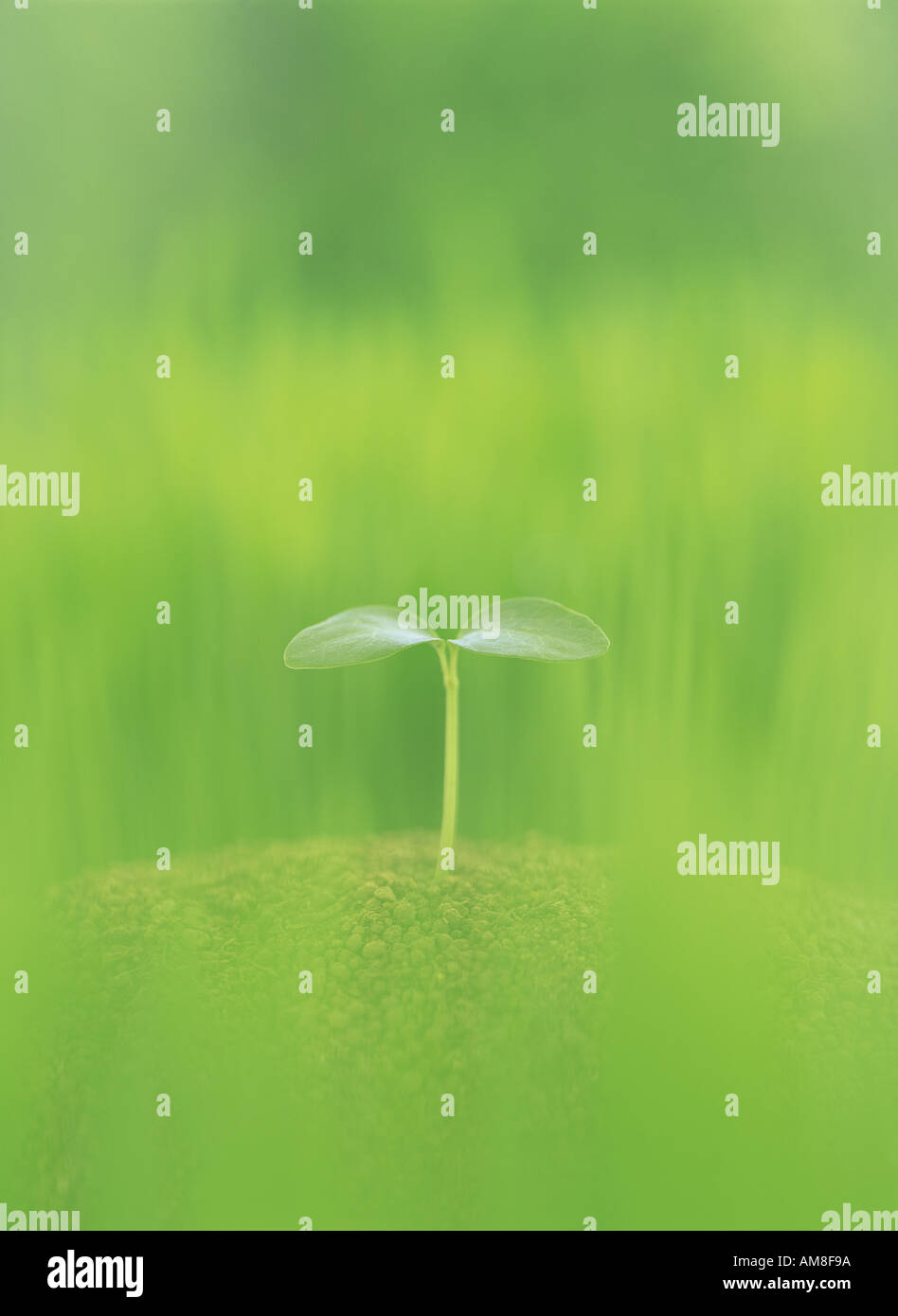 Water drop from sprout Stock Photo - Alamy