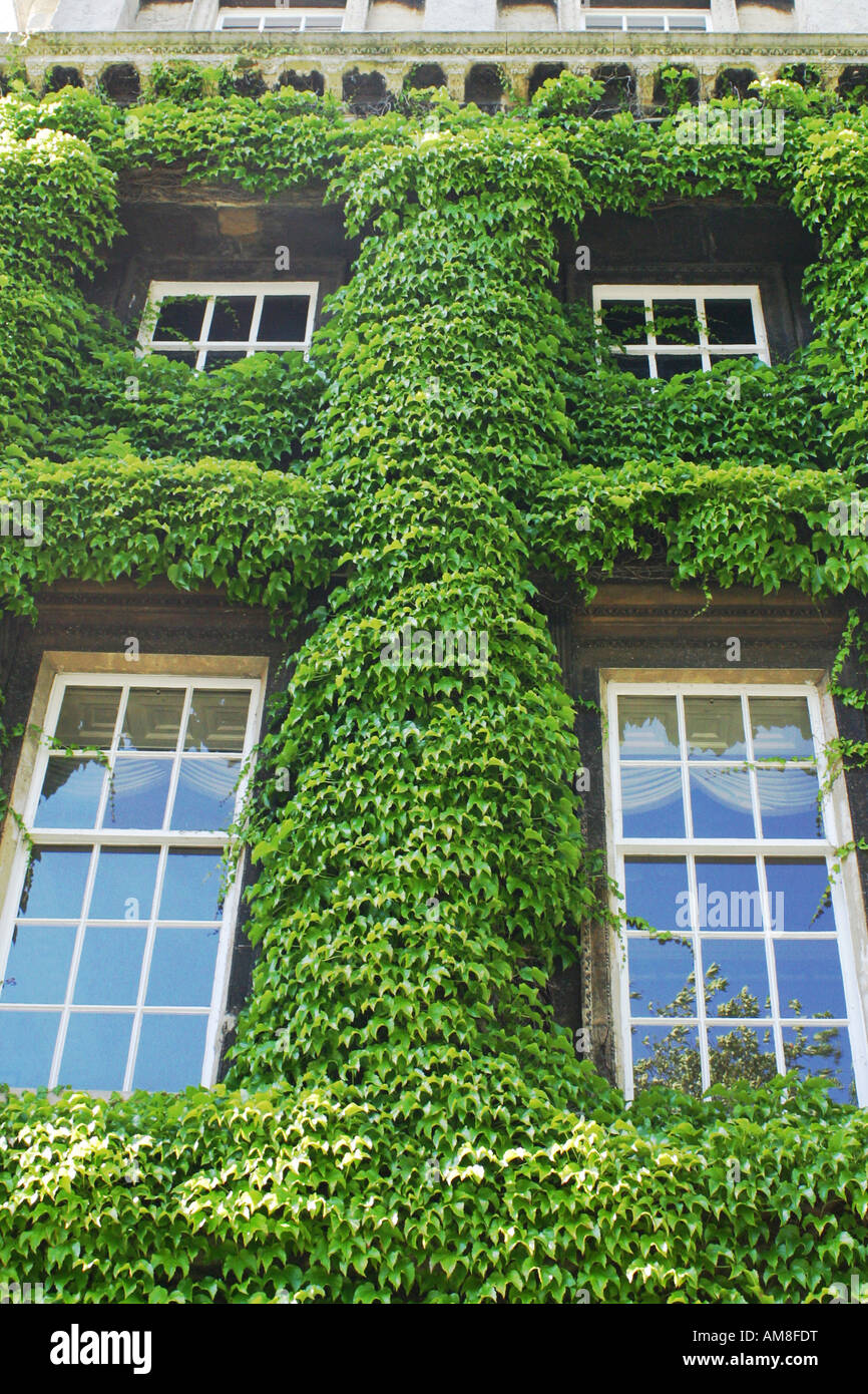 Ivy covered house in Dublin, Ireland Stock Photo - Alamy