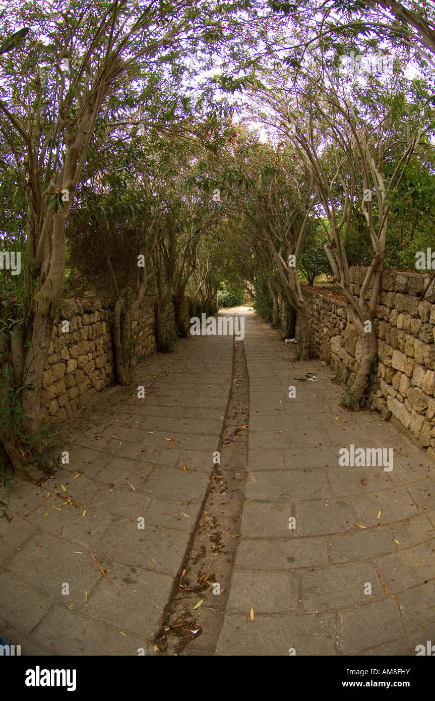 trees covering pathway Stock Photo - Alamy