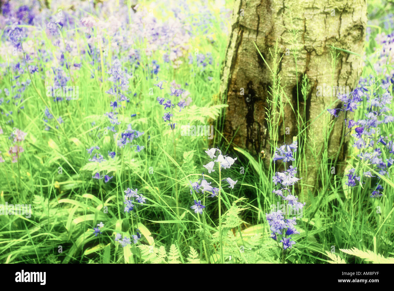 Tree Turnk High Resolution Stock Photography and Images - Alamy