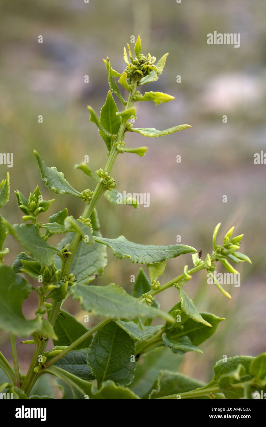 sea beet Beta vulgaris ssp maritima Stock Photo - Alamy