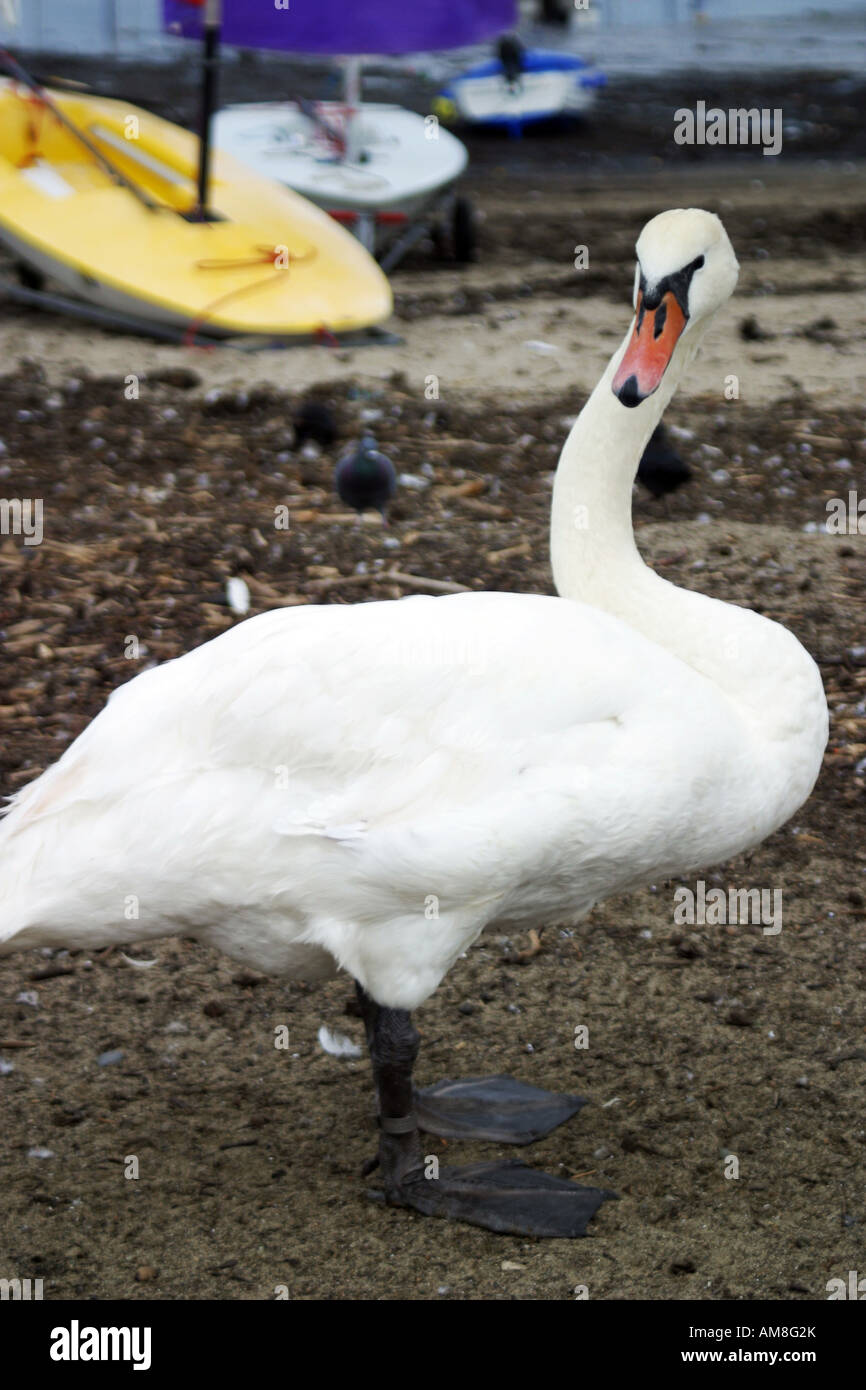 Swans are large water birds of the family Anatidae Stock Photo - Alamy