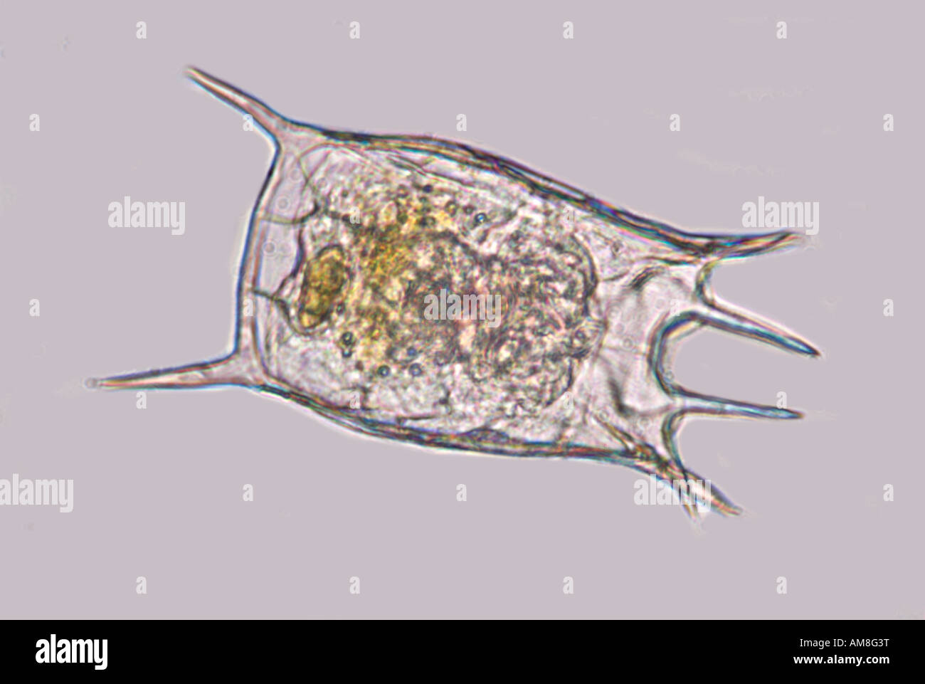Rotifer Keratella testuda UK Stock Photo - Alamy