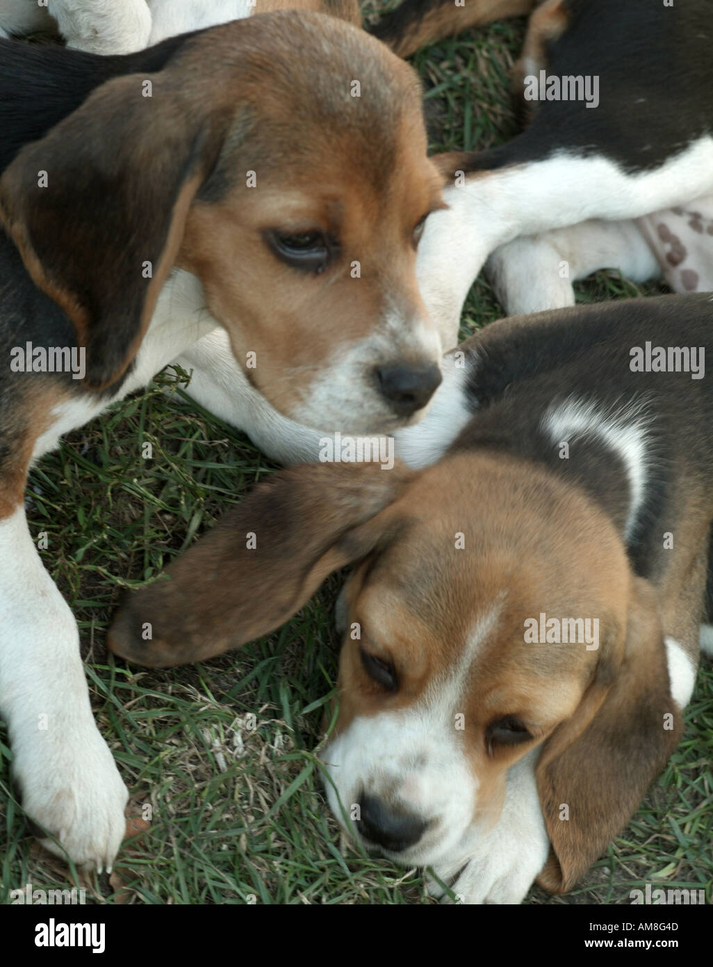 Two beagle dog puppies Stock Photo - Alamy