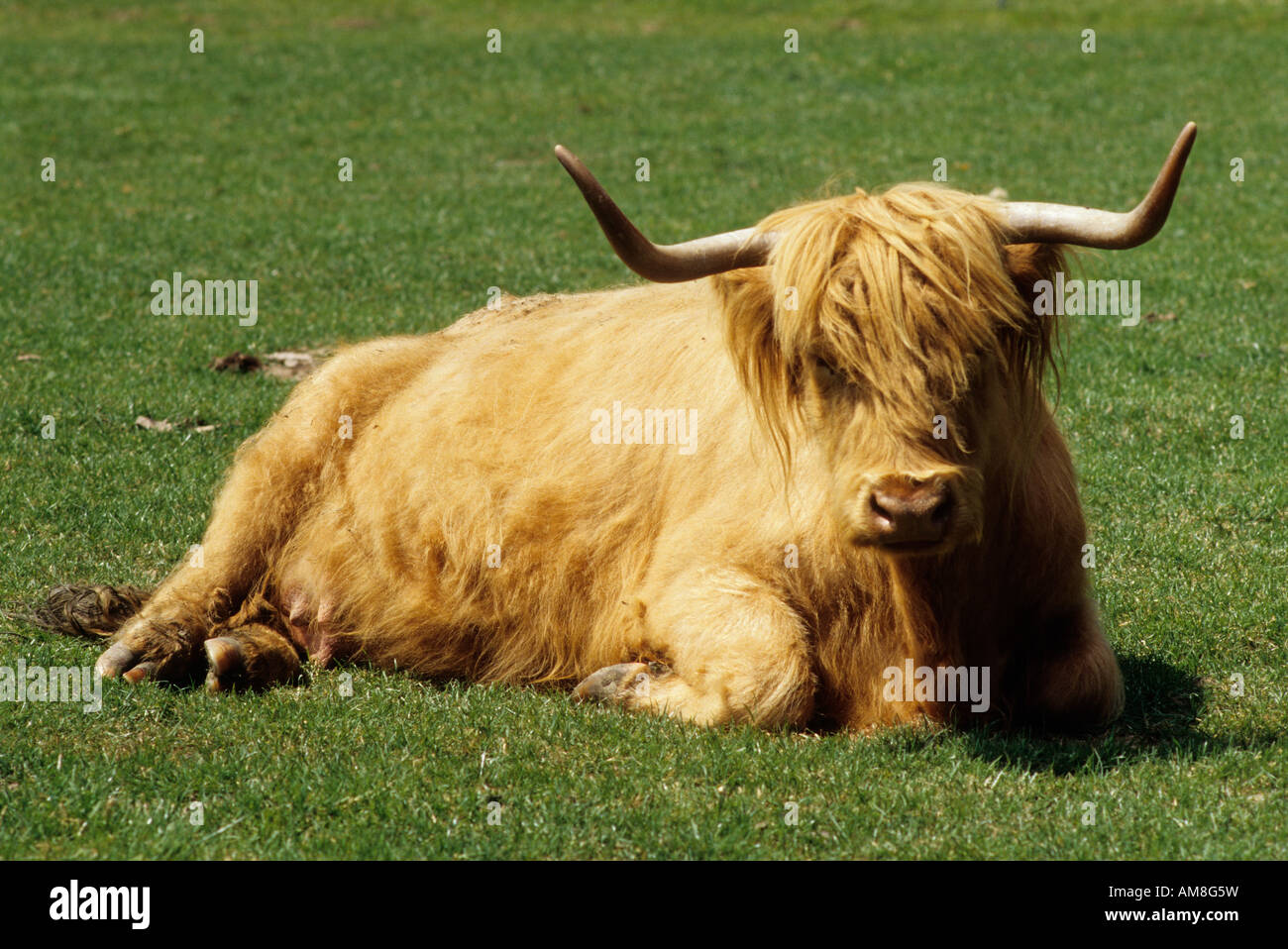 Highland cow sitting in field Stock Photo - Alamy