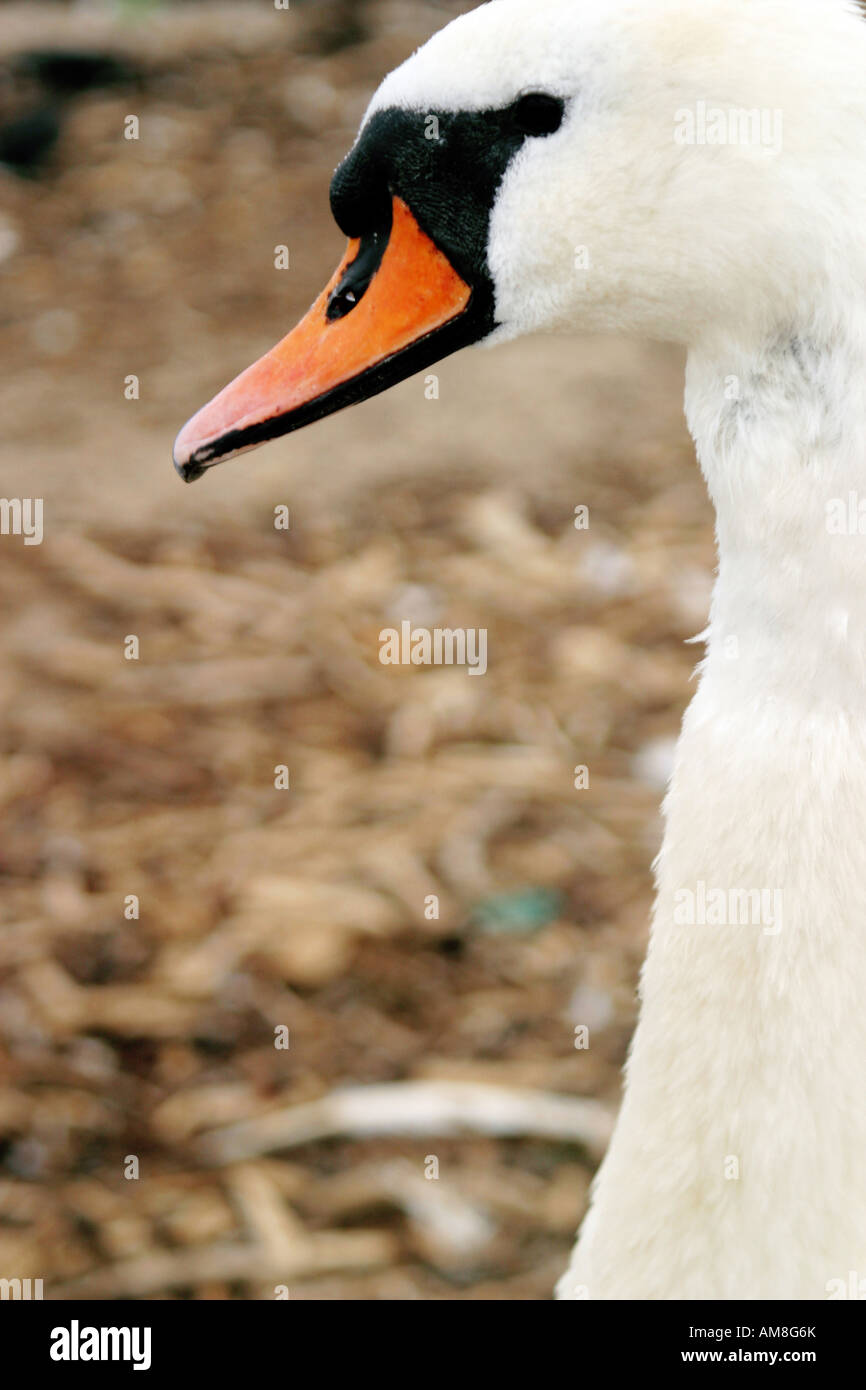 Animal bird swan birds feet hi-res stock photography and images - Alamy