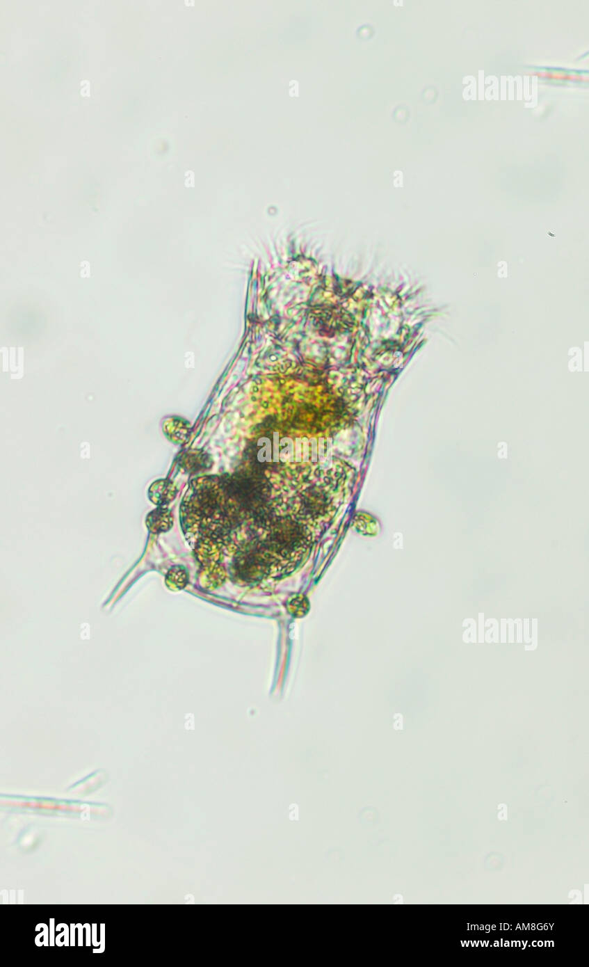 Rotifer Keratella testuda UK Stock Photo - Alamy