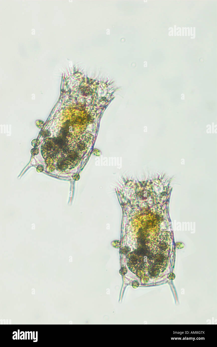Pair Rotifer Keratella testuda UK Stock Photo - Alamy