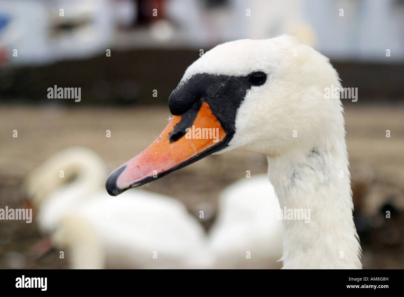 Swans are large water birds of the family Anatidae Stock Photo - Alamy
