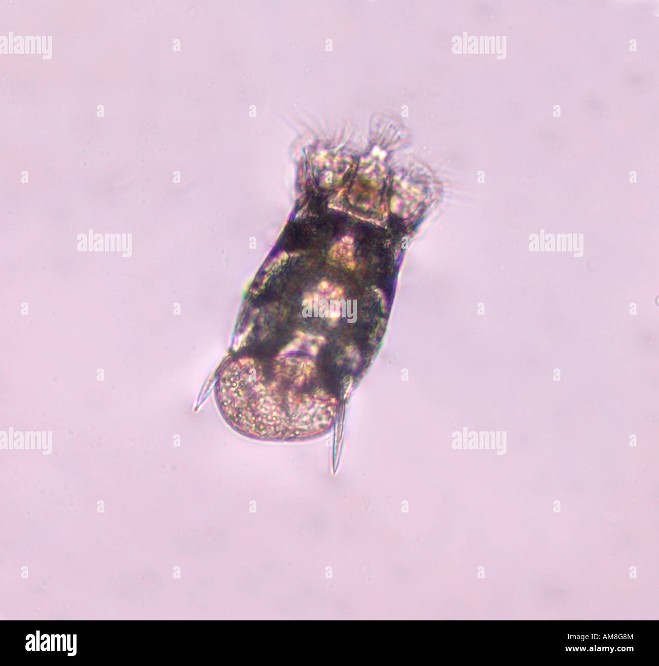 Rotifer Keratella testuda feeding on bacteria UK Stock Photo - Alamy