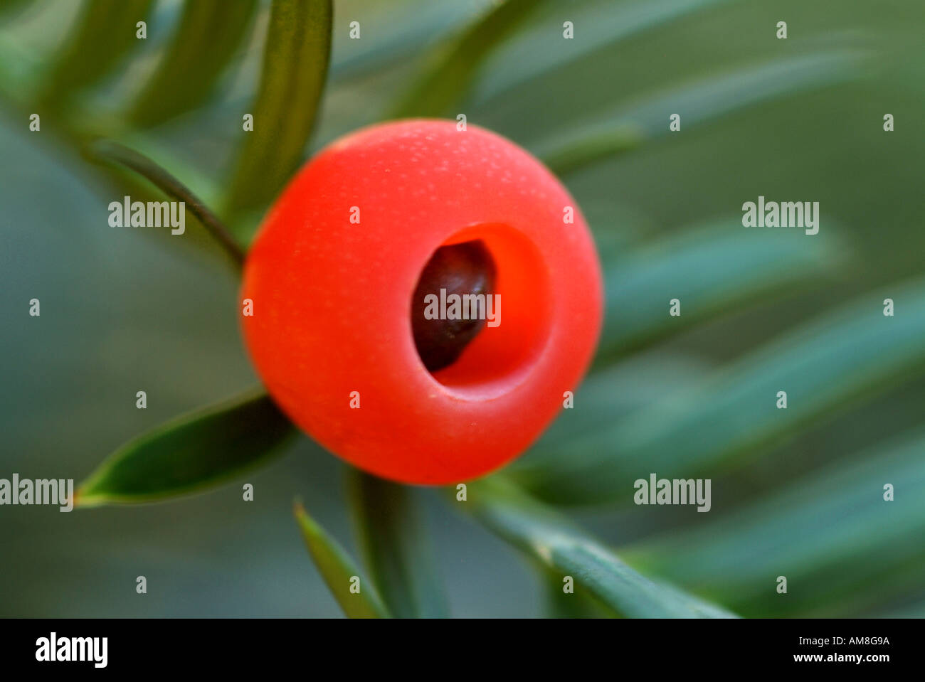 Yew tree red berry close up Taxus baccata Stock Photo - Alamy