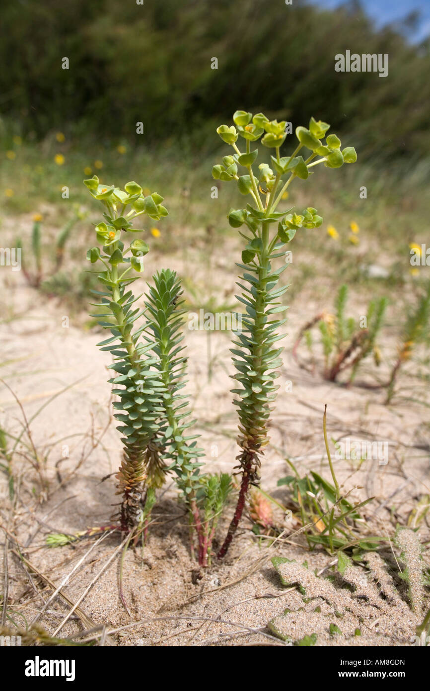 sea spurge Euphorbia paralias sand dune cornwall Stock Photo - Alamy