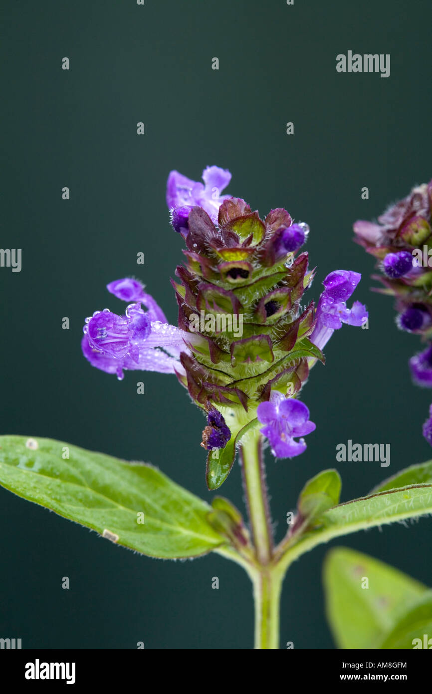 self heal Prunella vulgaris in flower Stock Photo - Alamy