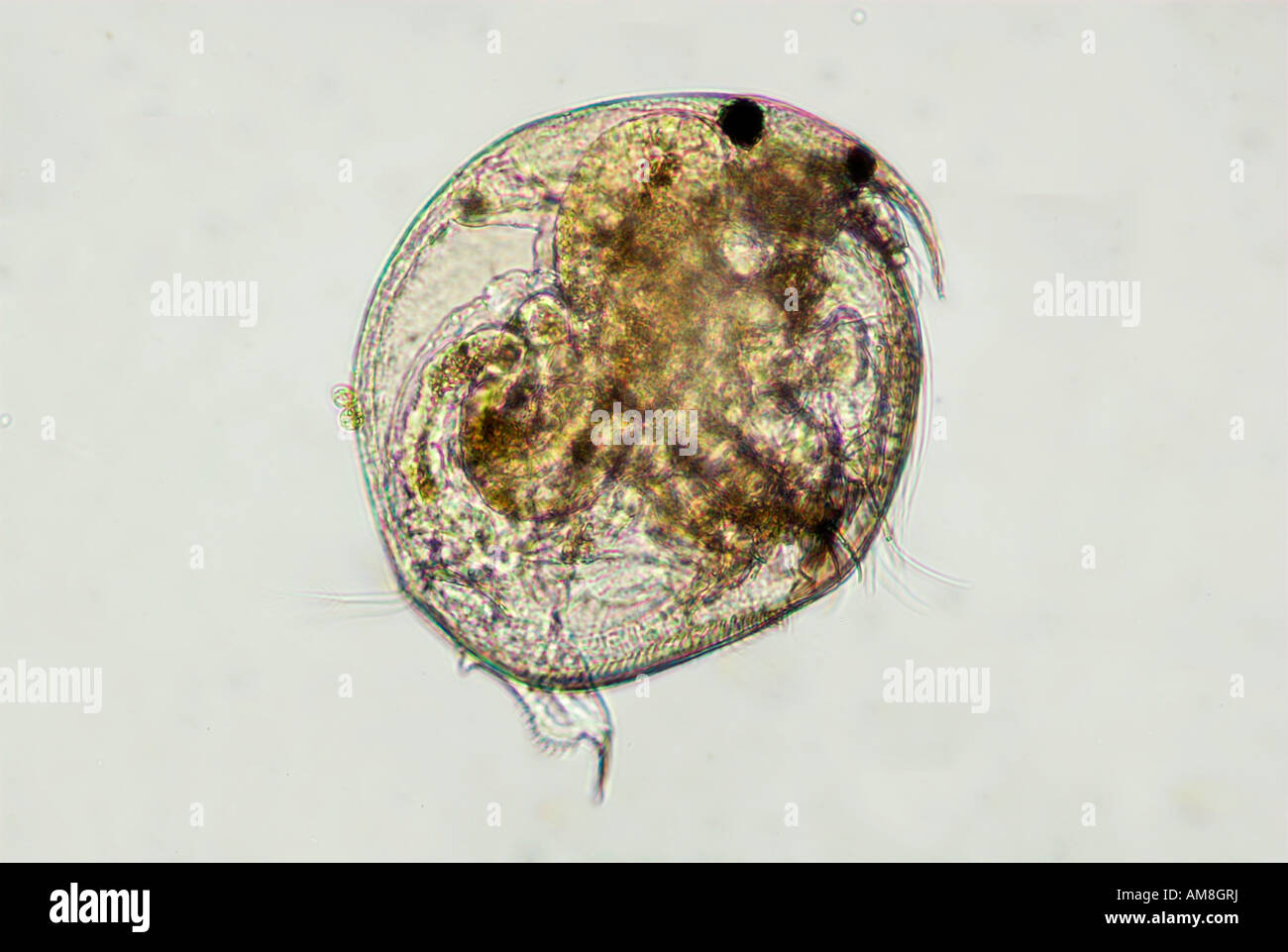 Water Flea Bosmina UK Stock Photo - Alamy