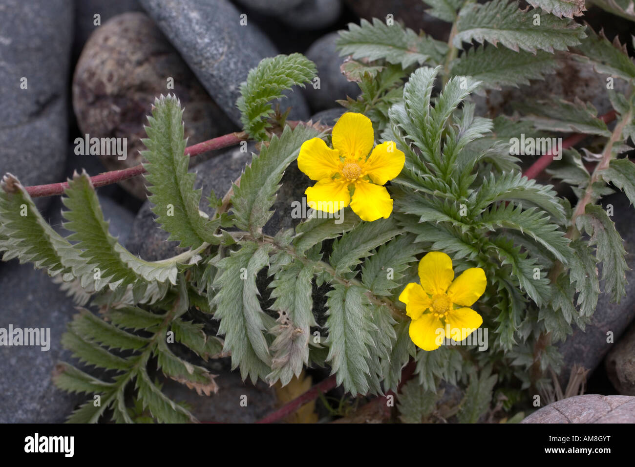 silverweed Potentilla anserina in flower Stock Photo - Alamy