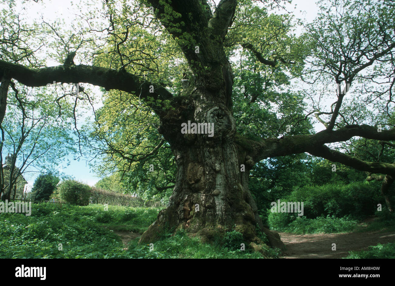 ANCIENT BIRNAM ENGLISH OAK Quercus robur Birnam Perthshire Scotland ...