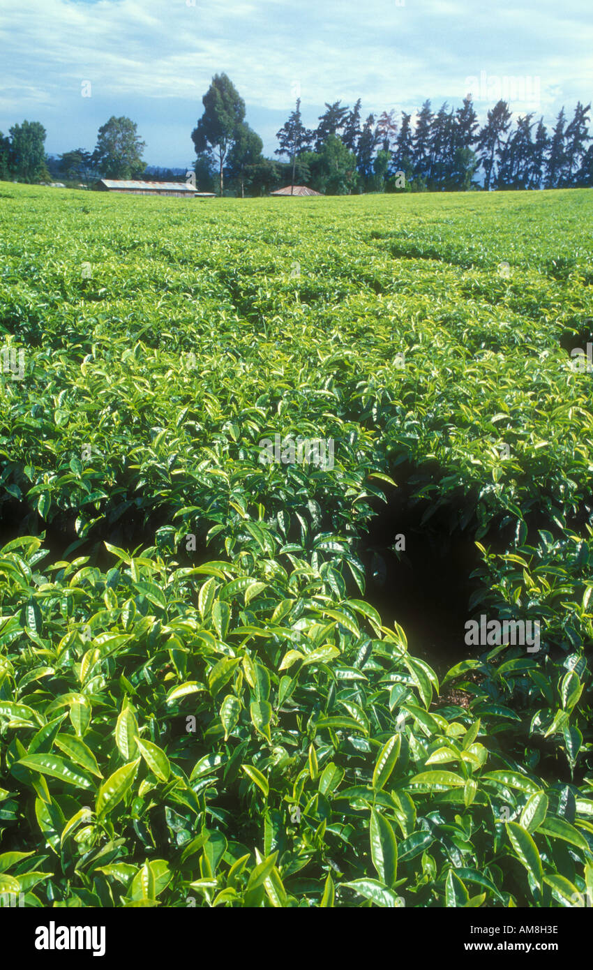 Tanzania tea plantation hi-res stock photography and images - Alamy