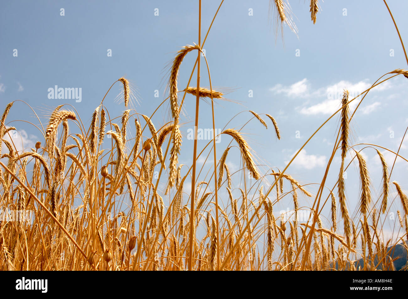 Greece wheat hi-res stock photography and images - Alamy