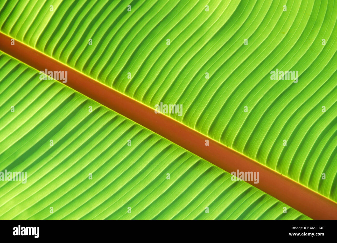 Diagonal pattern in the leaf of a tropical plant Stock Photo - Alamy