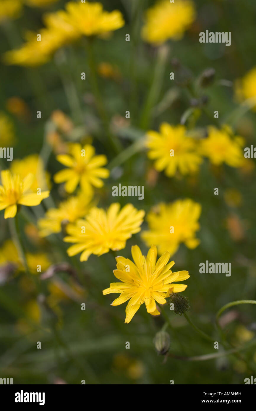 Hawksbeard uk hi-res stock photography and images - Alamy