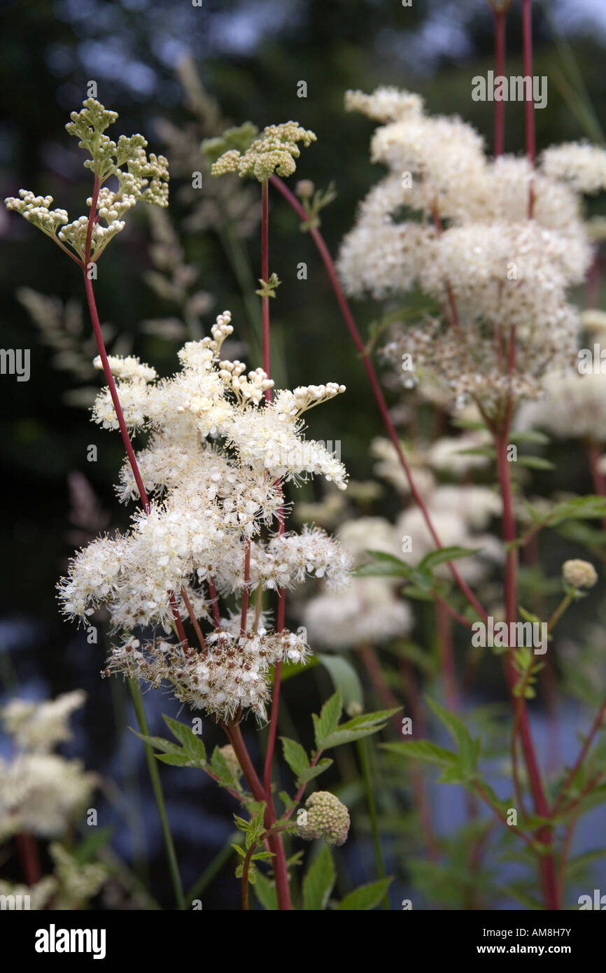 meadowsweet Filipendula ulmaria in flower Stock Photo - Alamy
