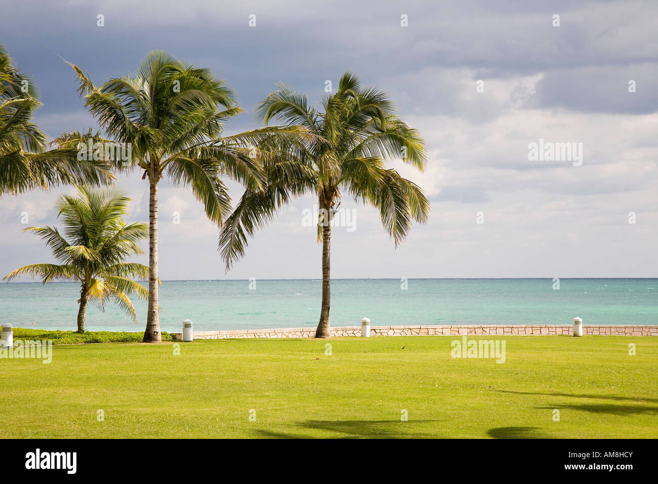 Palms and Ocean Stock Photo - Alamy