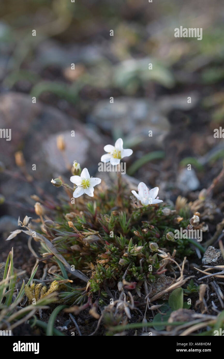 spring sandwort Minuartia verna in flower Stock Photo - Alamy