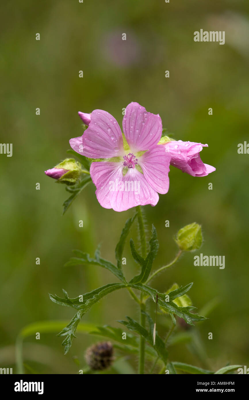musk mallow Malva moschata in flower Stock Photo - Alamy